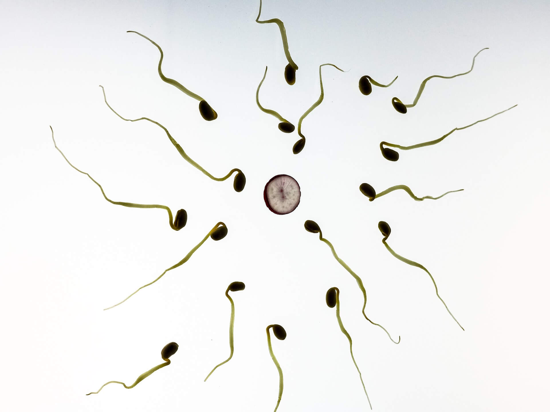 La calidad de los embriones: factores que influyen en su éxito ...